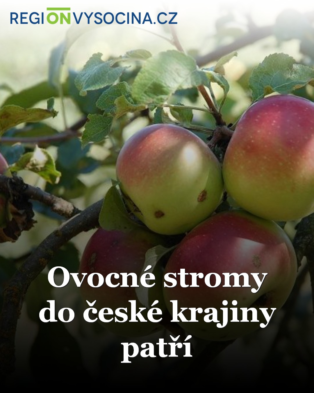 Ovocné stromy do české krajiny patří / Zprávy - Vysočina ...